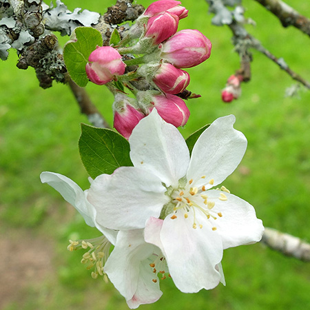 La détermination des variétés de pommes (III) – macgleoblog
